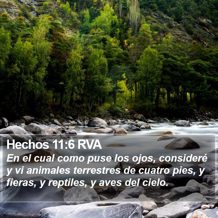 Hechos 11:6 RVA - En el cual como puse los ojos, consideré y vi