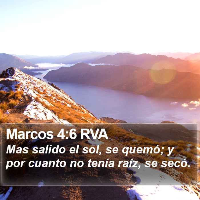 Marcos 4:6 RVA - Mas salido el sol, se quemó; y por cuanto no